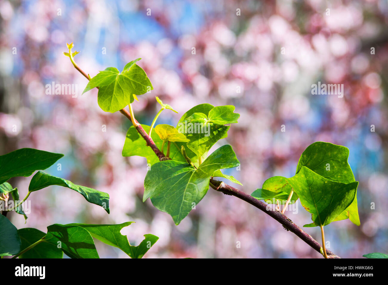 Sprout of young cherry tree hi-res stock photography and images - Alamy