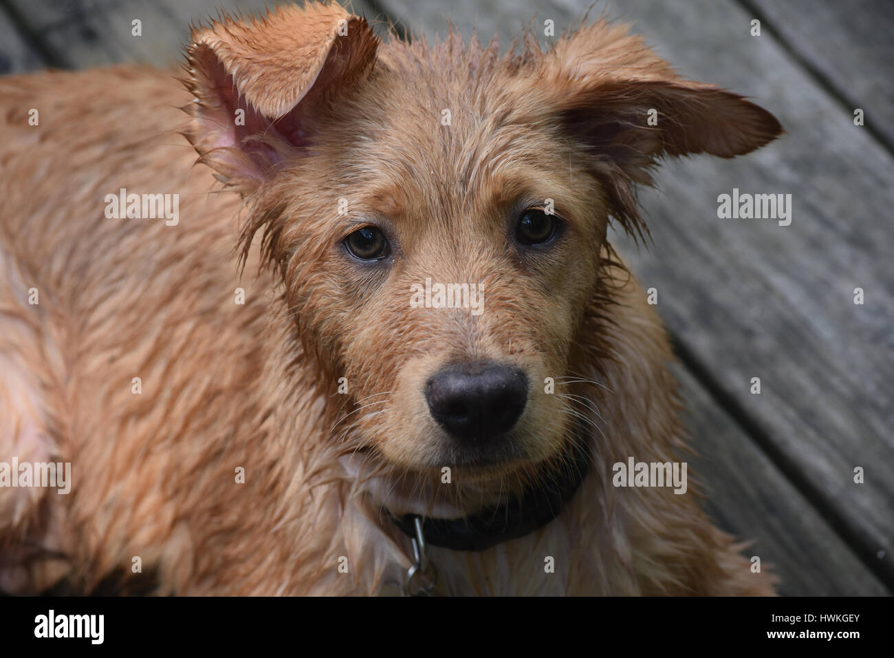 Toller Down High Resolution Stock Photography and Images - Alamy