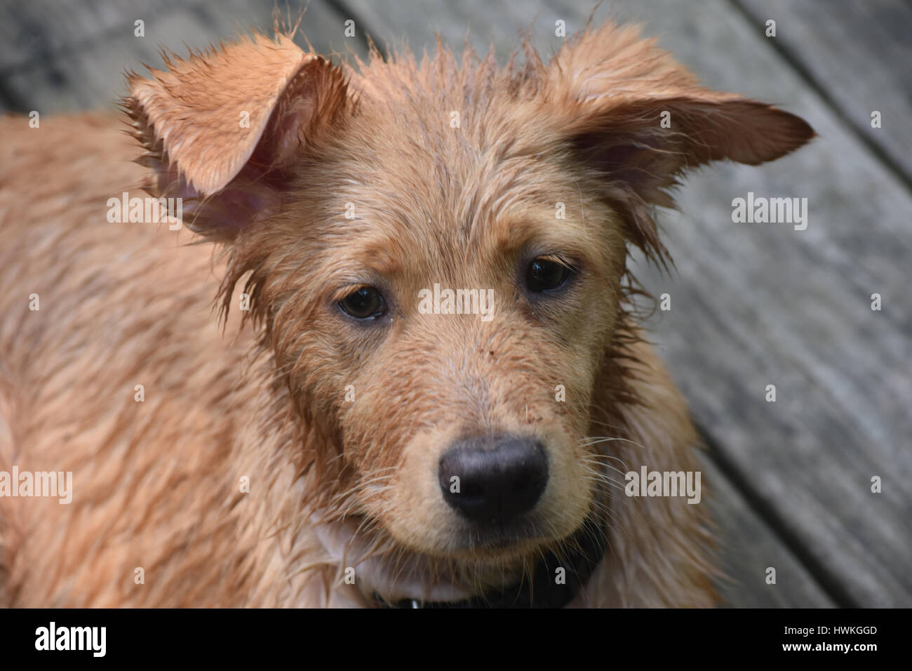 Soggy puppy hi-res stock photography and images - Alamy