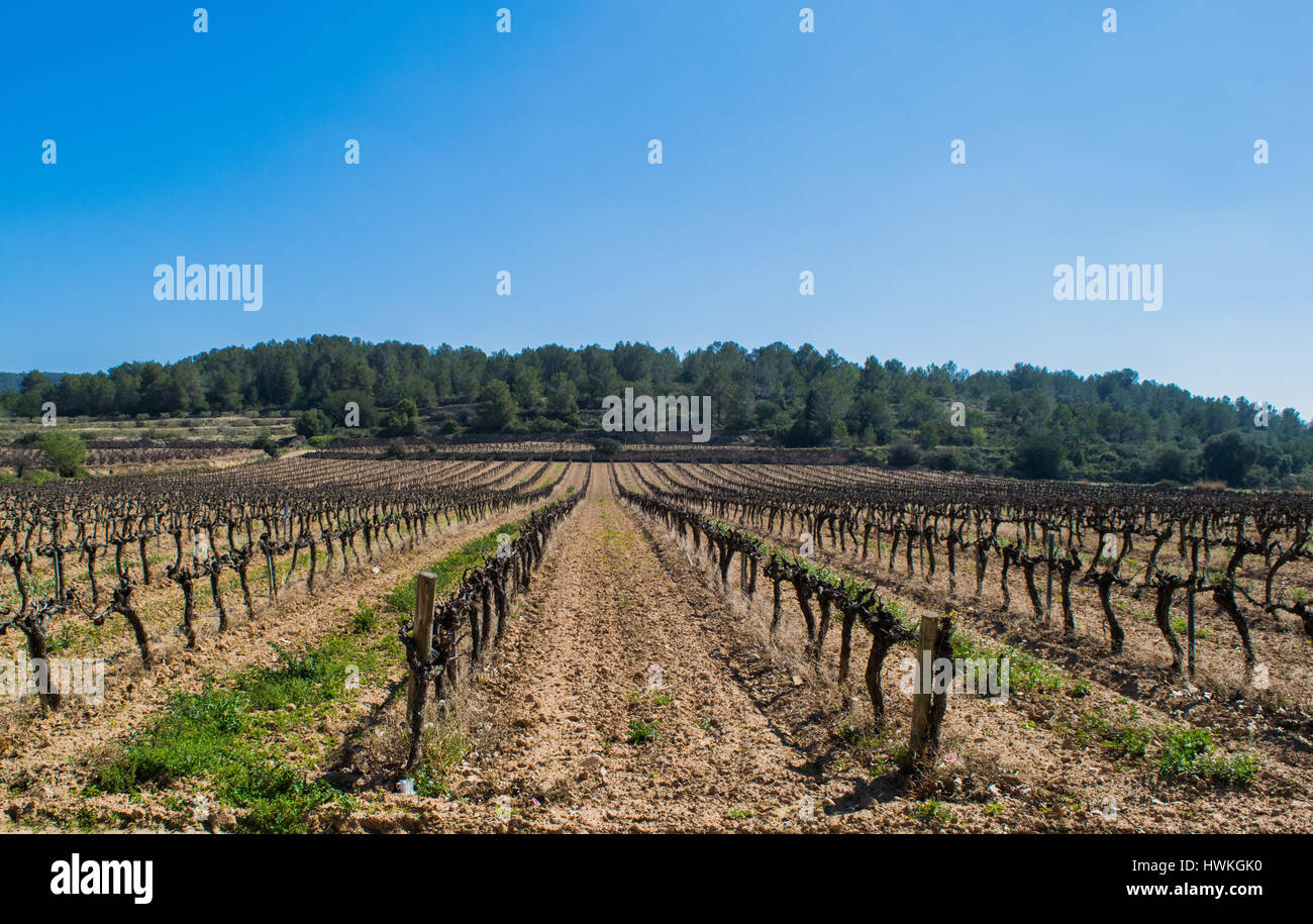 Field of grape vines early spring in Spain, mountains in the background ...