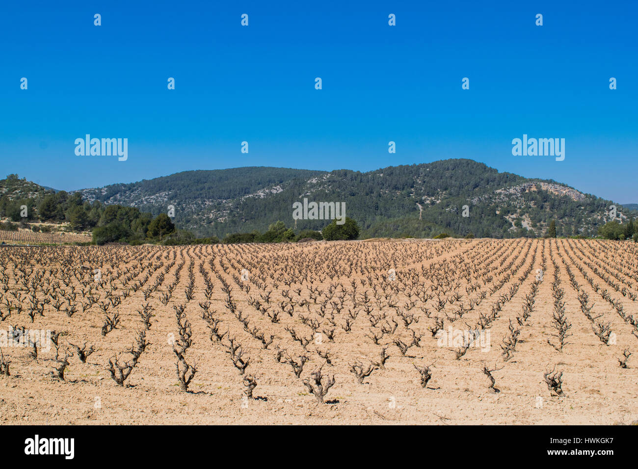 Field of grape vines early spring in Spain, mountains in the background ...
