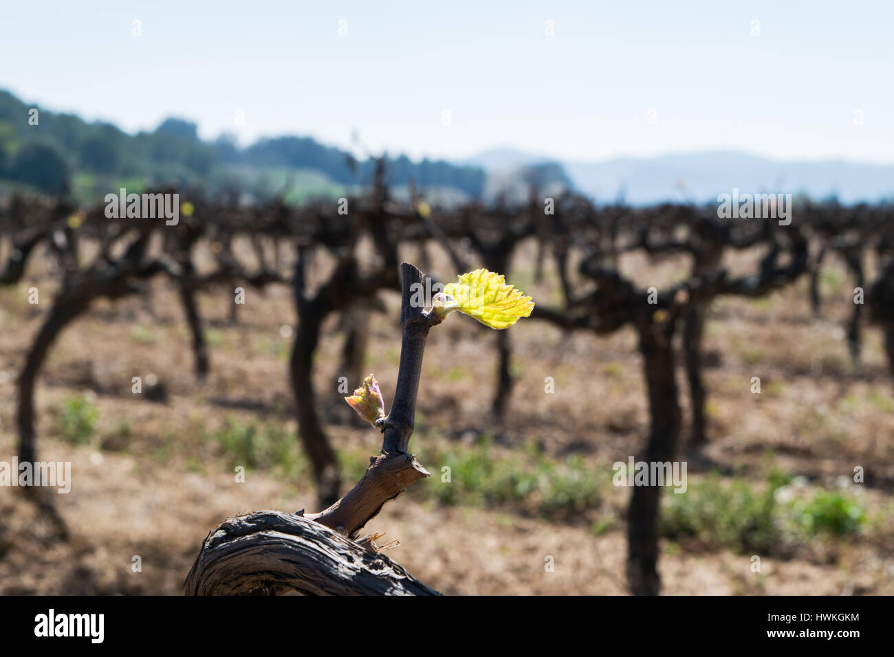 Early spring green shoot, new growth on mature grape vines, grape vine ...