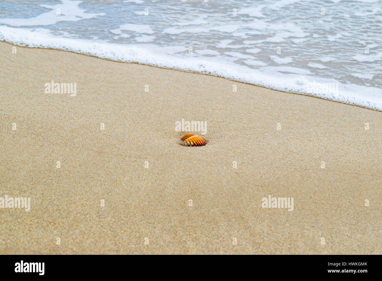 Sandy seashell hi-res stock photography and images - Alamy