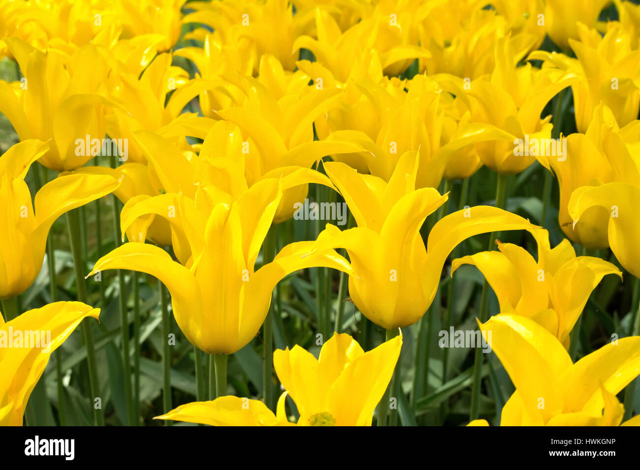 triumph tulip (variety 'Flashback' Stock Photo - Alamy