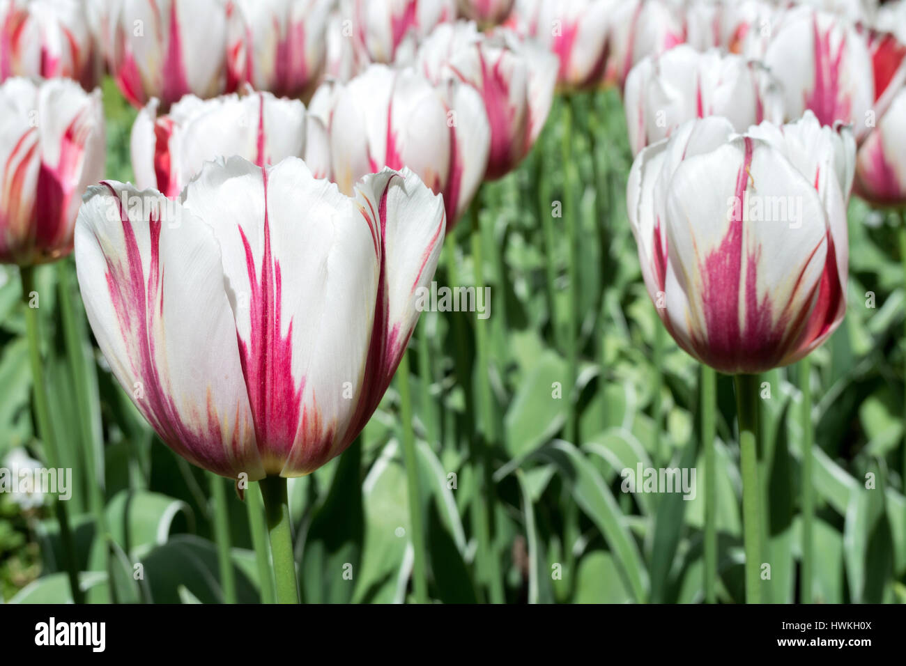 Happy generation tulip hi-res stock photography and images - Alamy