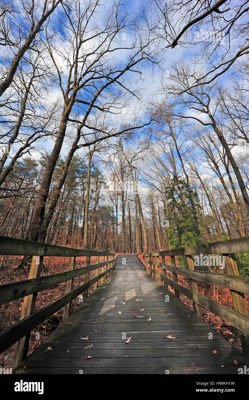 Walking forest landscape hi-res stock photography and images - Alamy