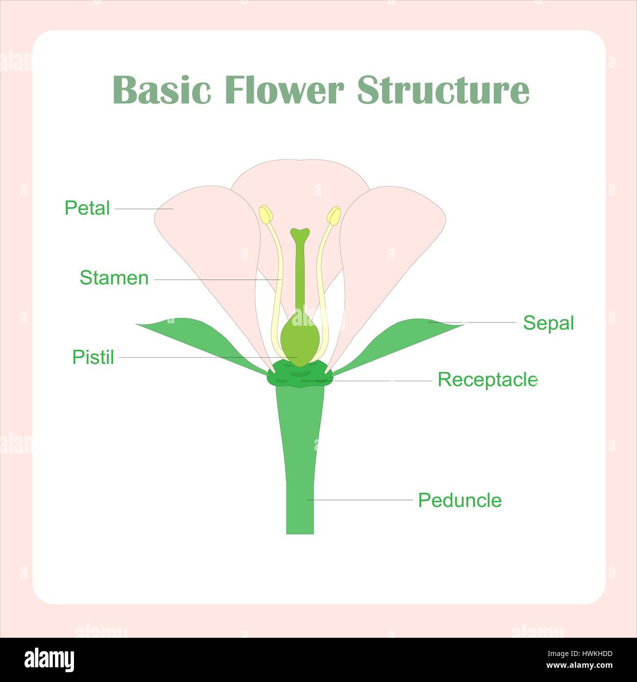 Scheme of basic flower structure. Learning biology stock vector ...