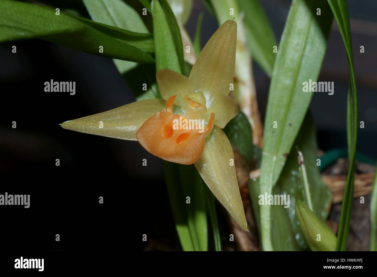 Panisea uniflora hi-res stock photography and images - Alamy