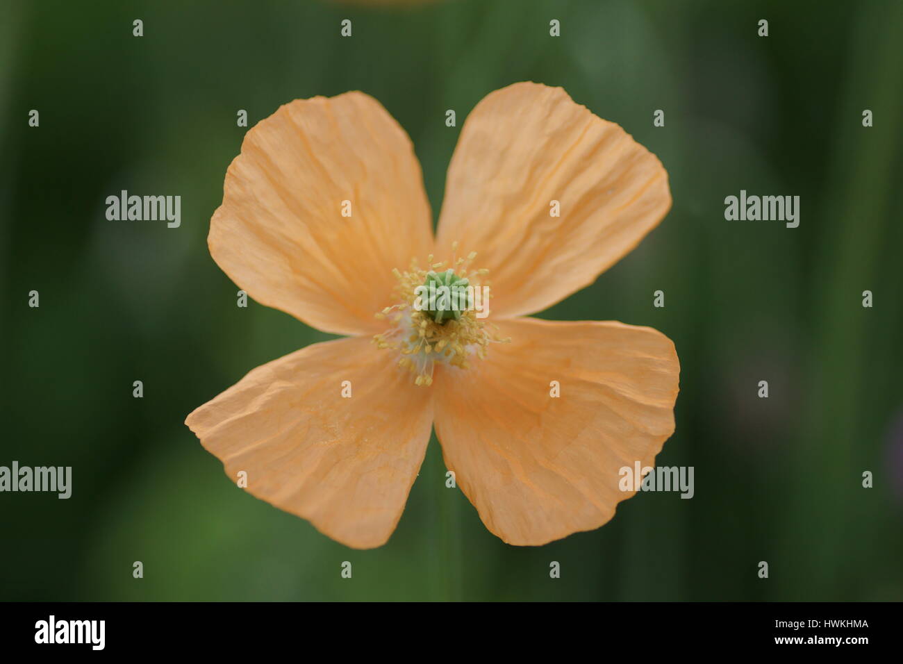 Atlanticum hi-res stock photography and images - Alamy