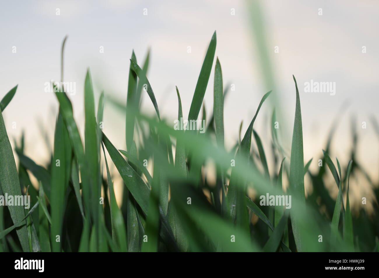 Vegetation emotion hi-res stock photography and images - Alamy