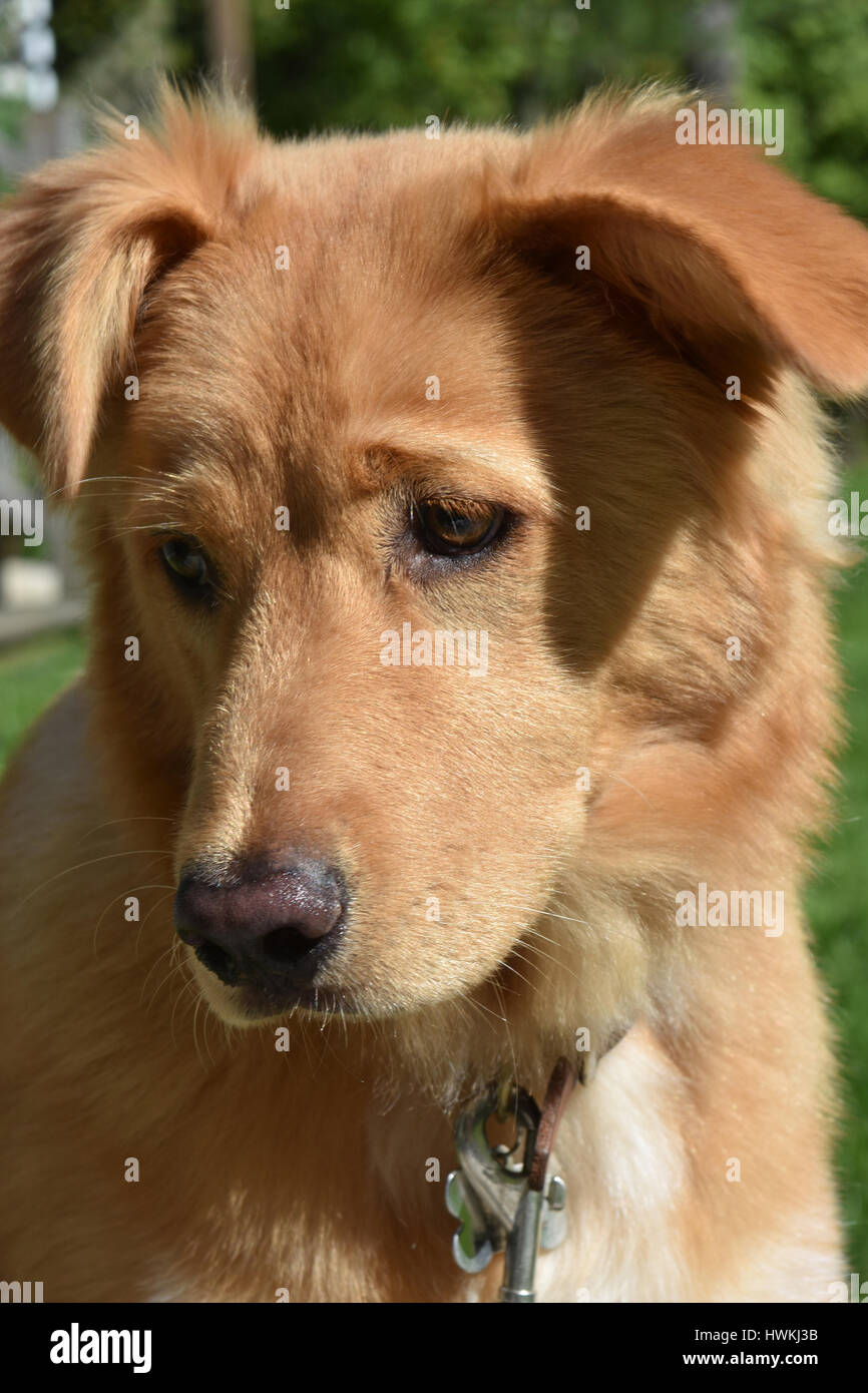 Little red river duck dog looking down while he is sitting Stock Photo ...