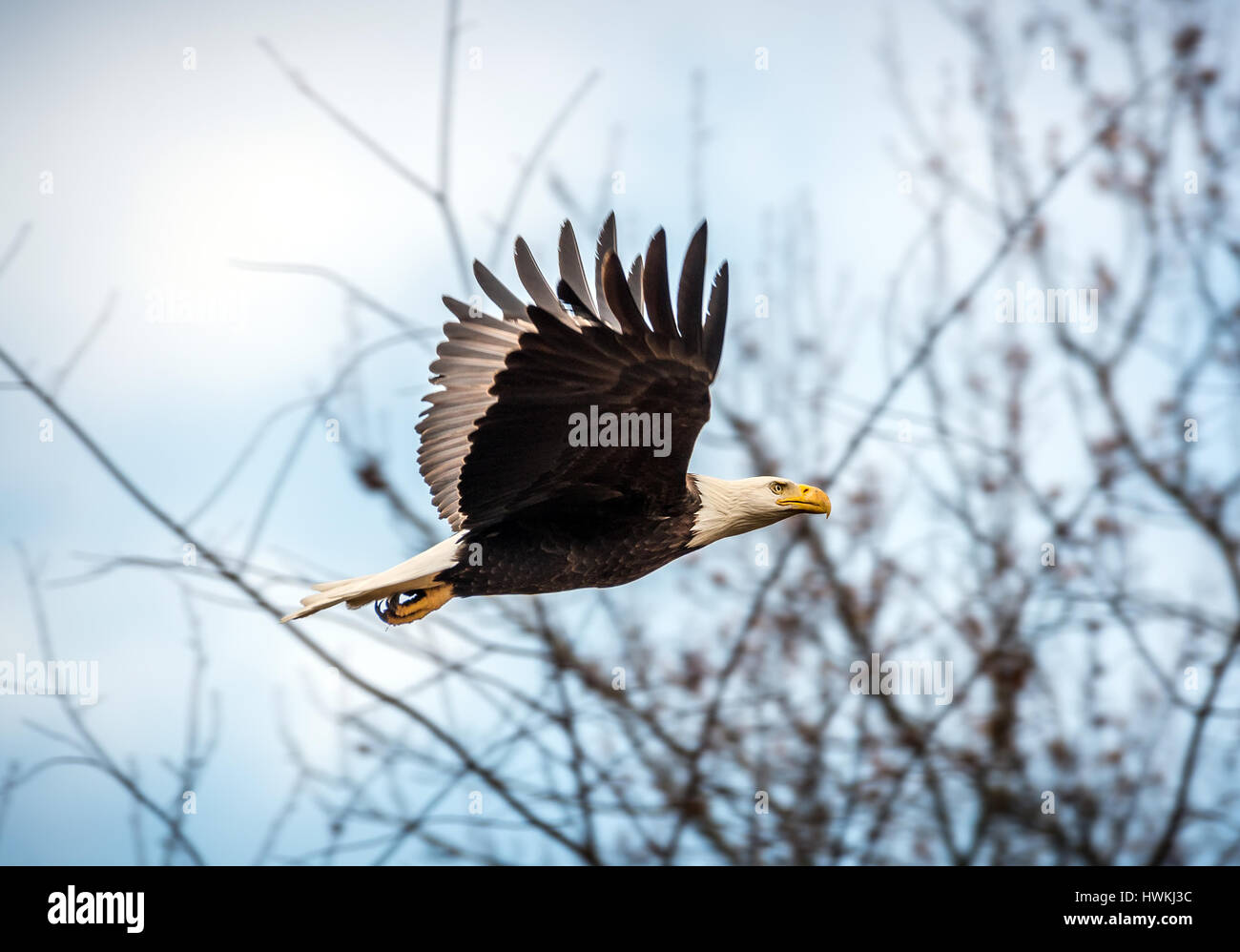 Bald eagle flying through trees hi-res stock photography and images - Alamy