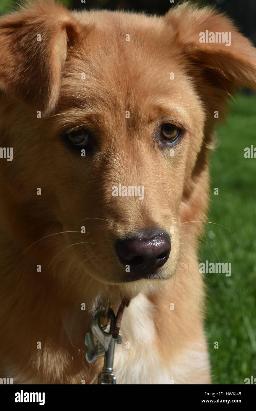Little red duck dog hi-res stock photography and images - Alamy