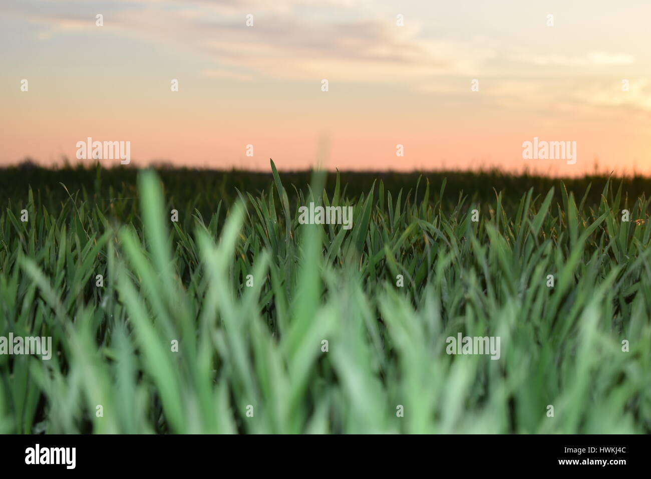 Vegetation emotion hi-res stock photography and images - Alamy