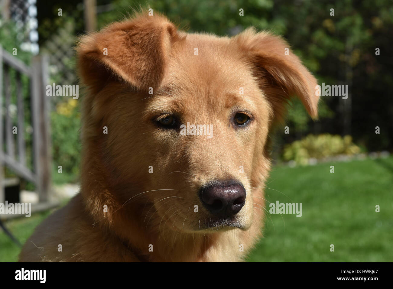 Amazing little river duck dog with a solemn face Stock Photo - Alamy
