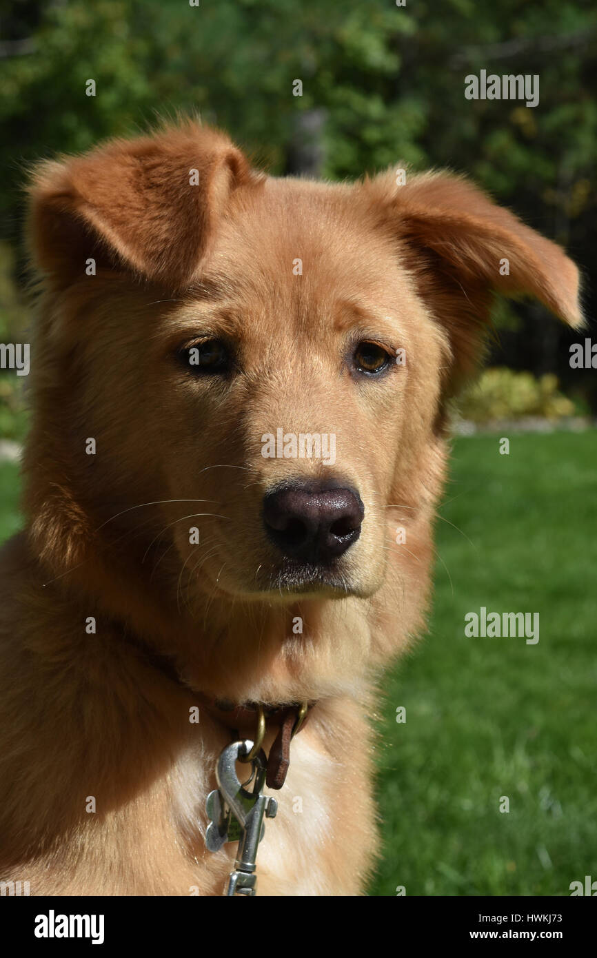 Sitting toller hi-res stock photography and images - Alamy