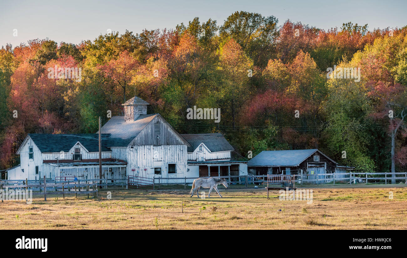 Autumn colors at a Maryland stable with an old rustic barn during ...