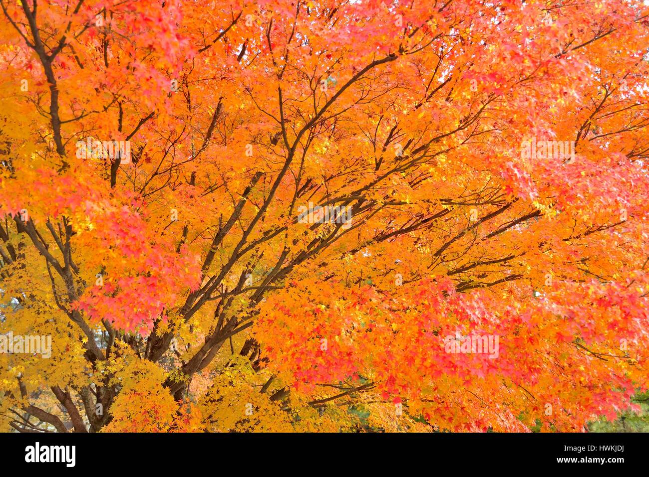 Maple tree in vibrant orange and red colors in Japan Stock Photo - Alamy