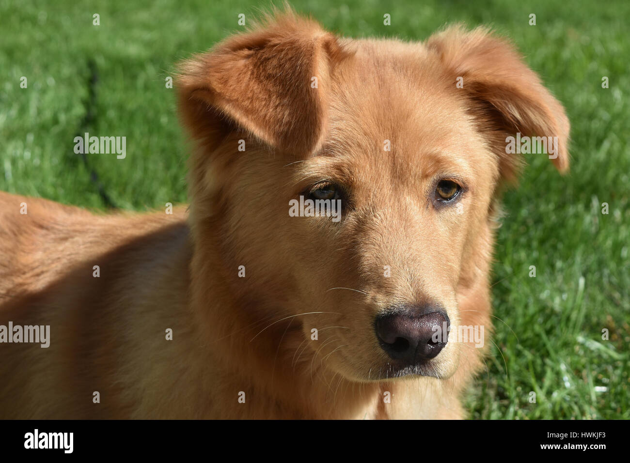 Toller down hi-res stock photography and images - Alamy