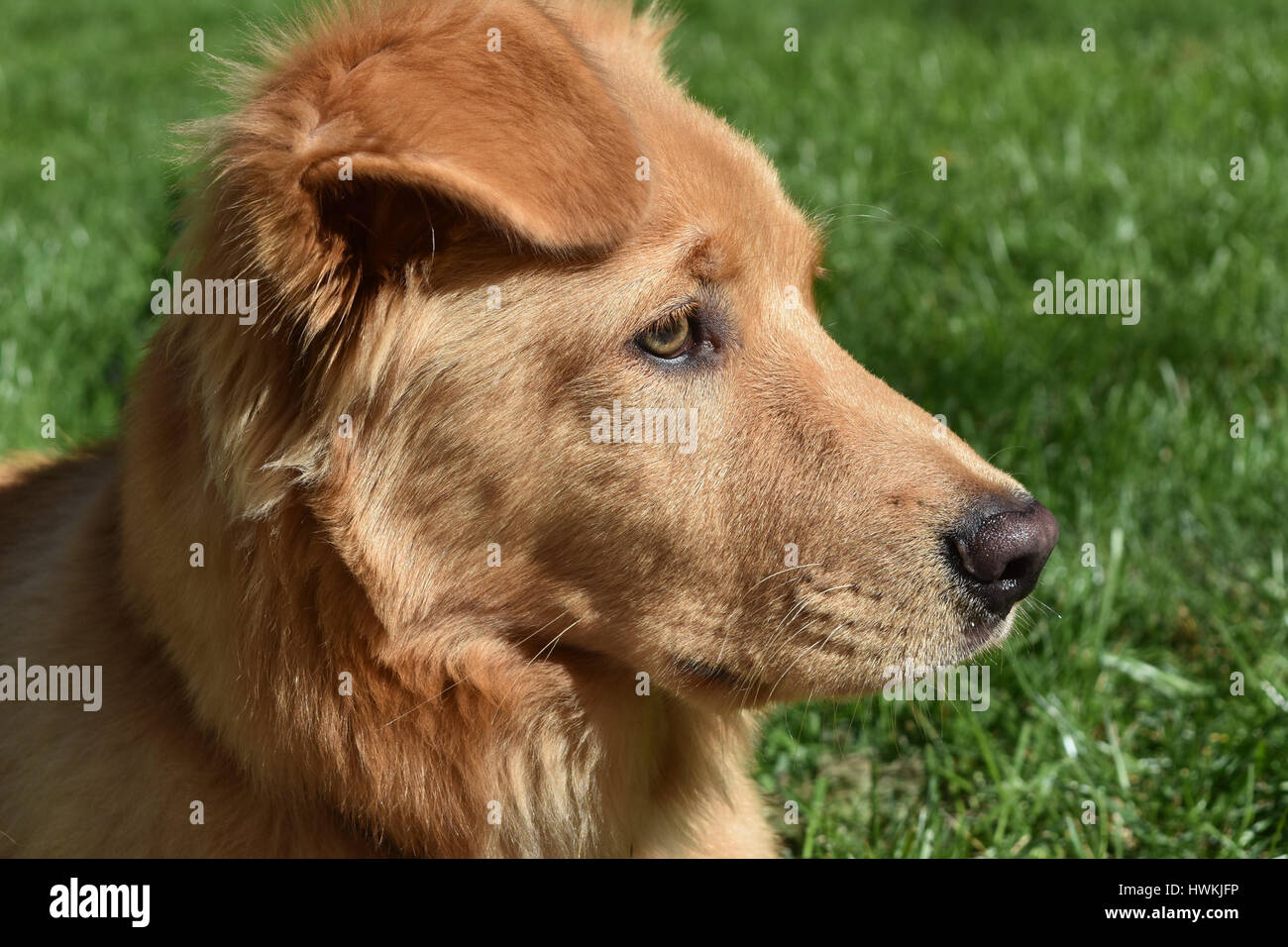 Little red river dog hi-res stock photography and images - Alamy
