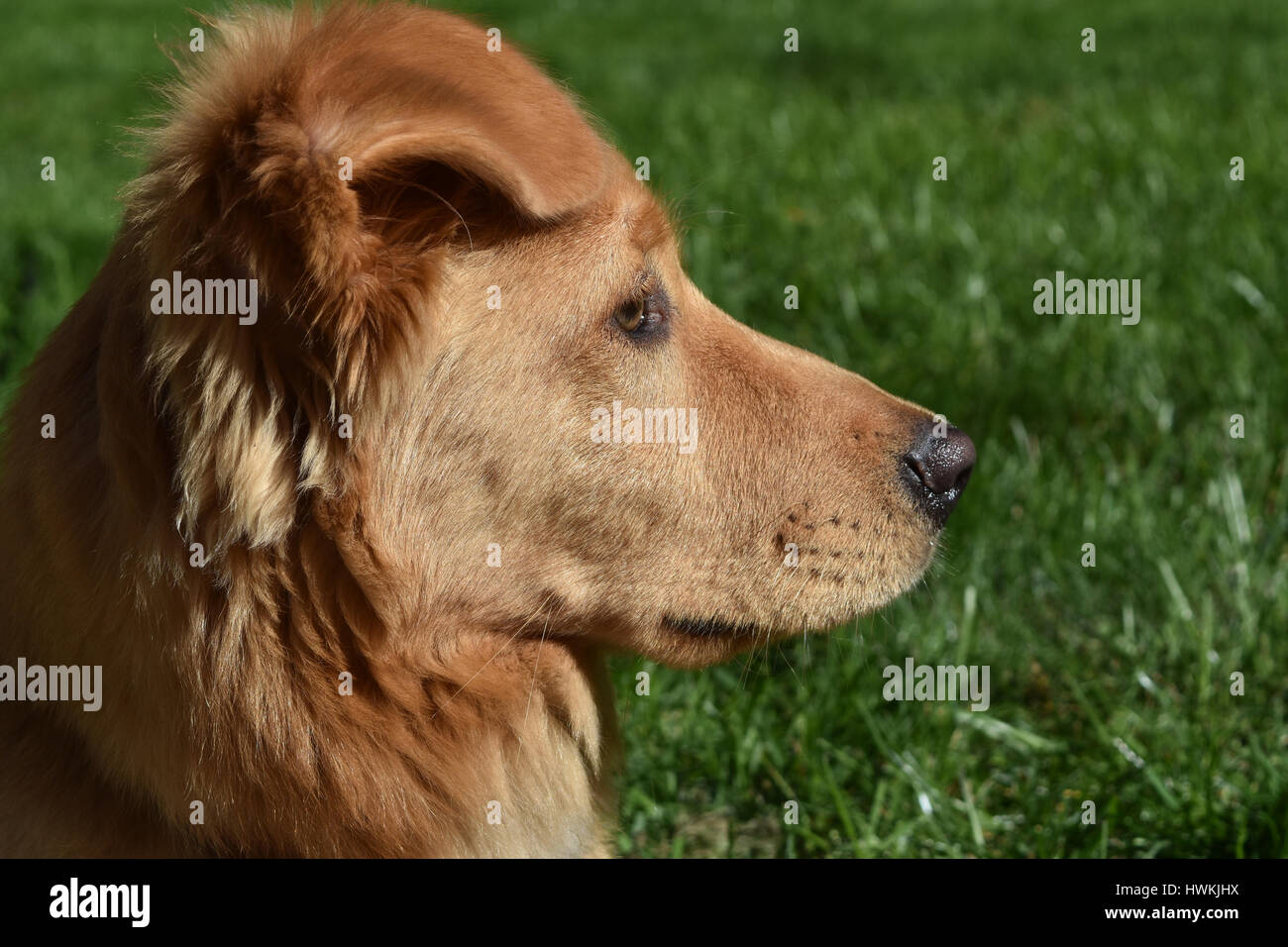 Toller down hi-res stock photography and images - Alamy