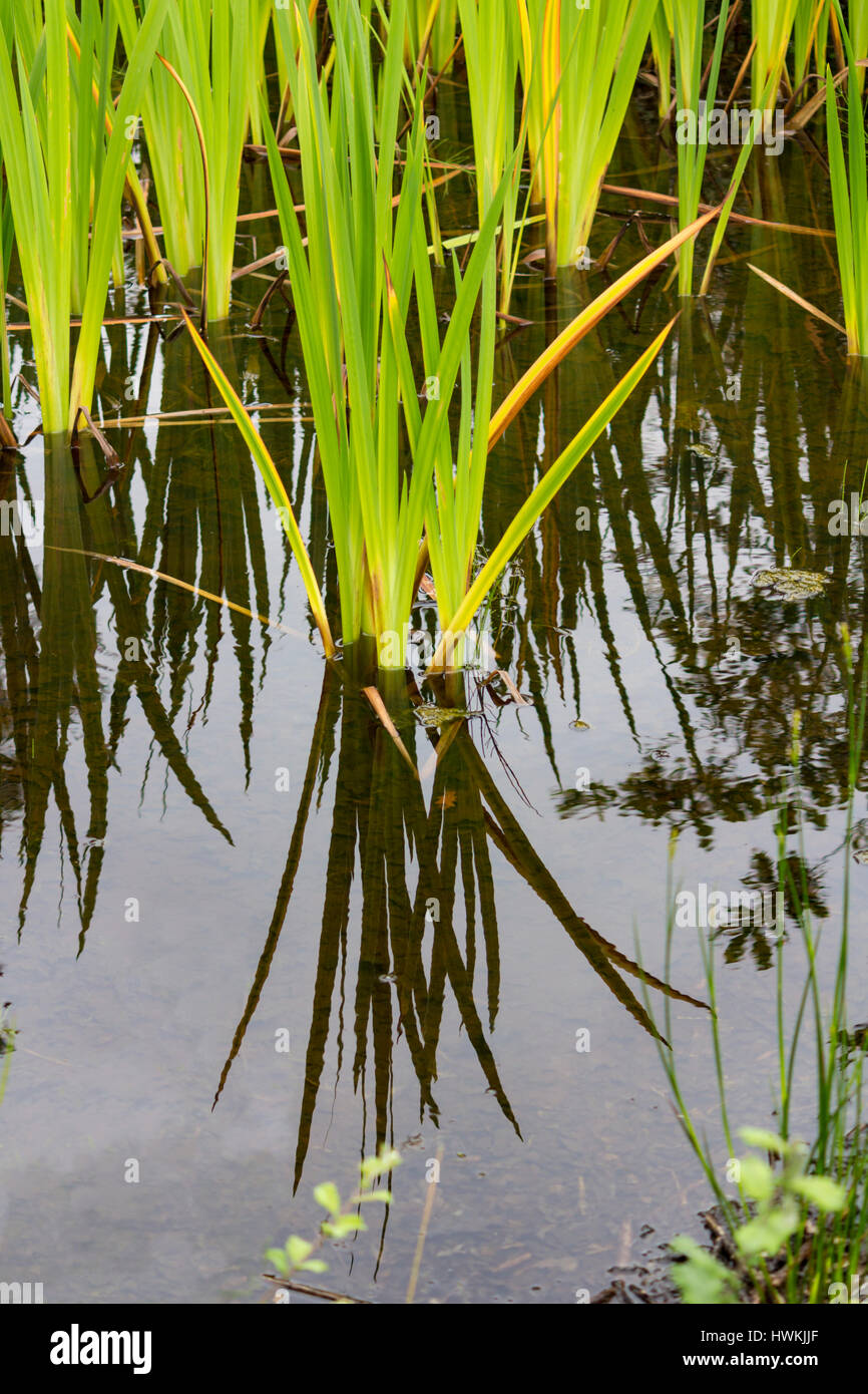 Iris at Breney Common nature reserve, Cornwall Stock Photo - Alamy