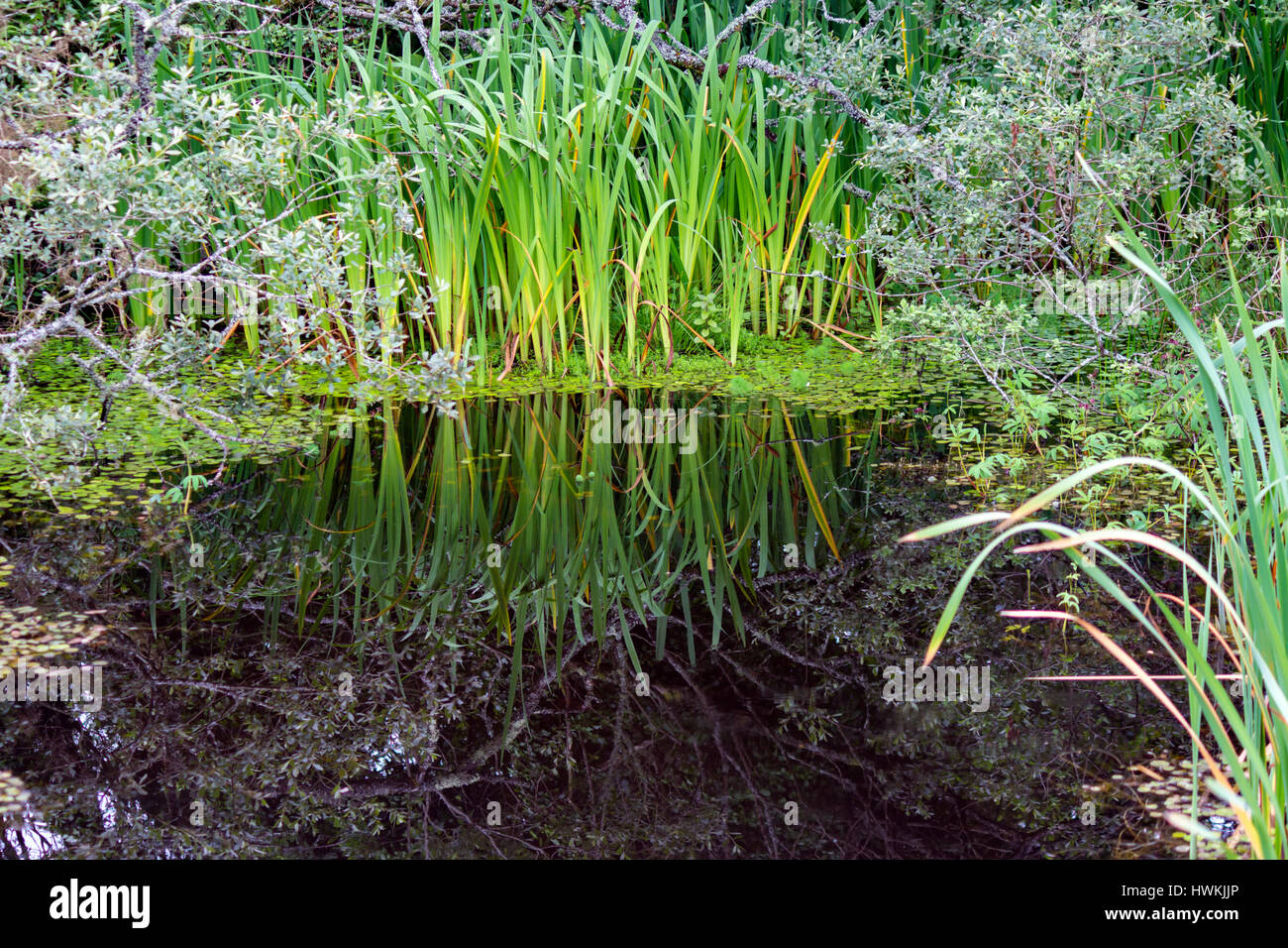 Pond in Breney Common nature reserve, Cornwall Stock Photo - Alamy