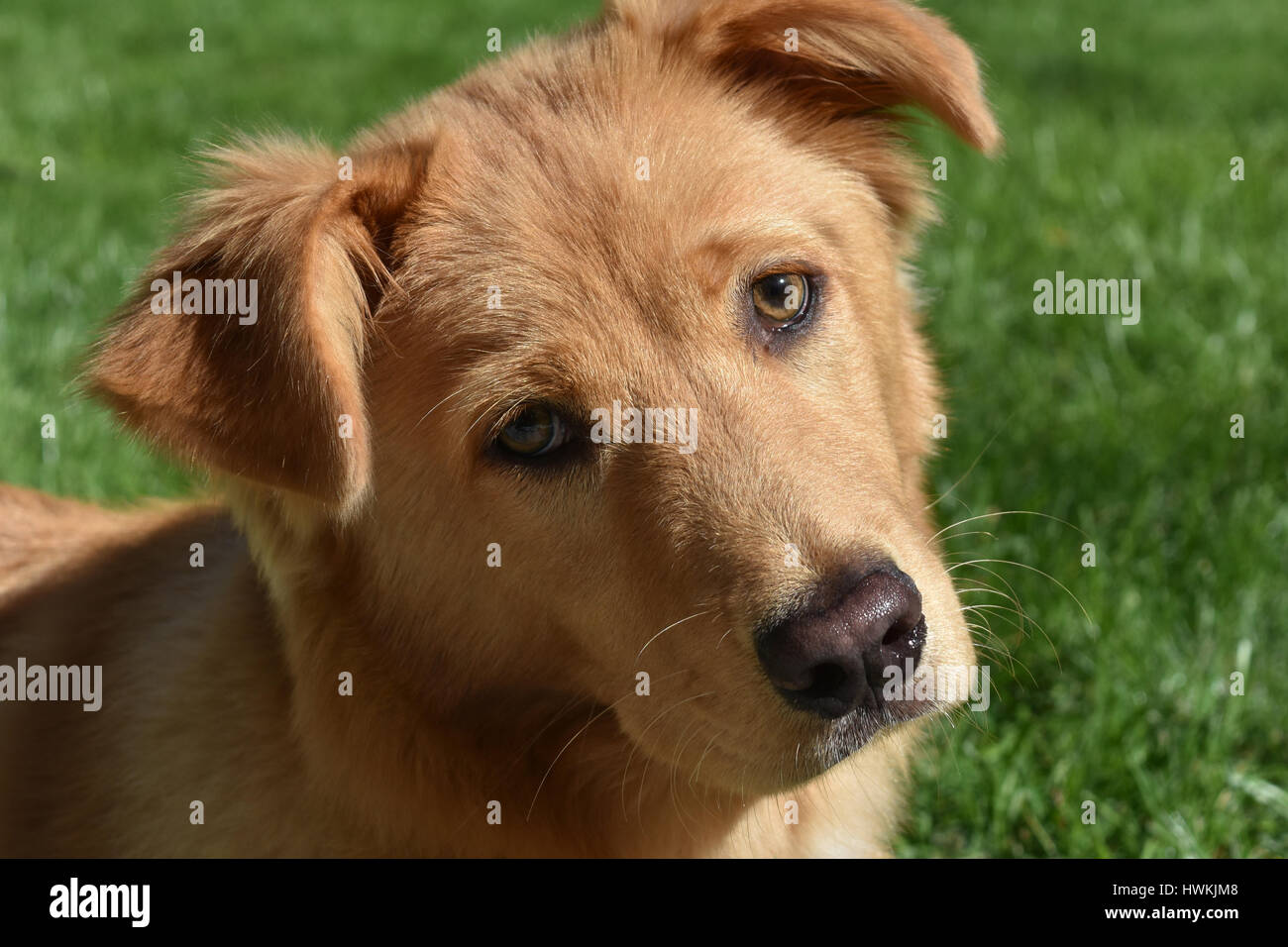 Beautiful toller puppy dog that has a very sweet face Stock Photo - Alamy