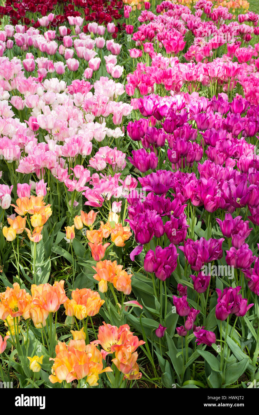 colorful tulips in the Netherlands Stock Photo - Alamy