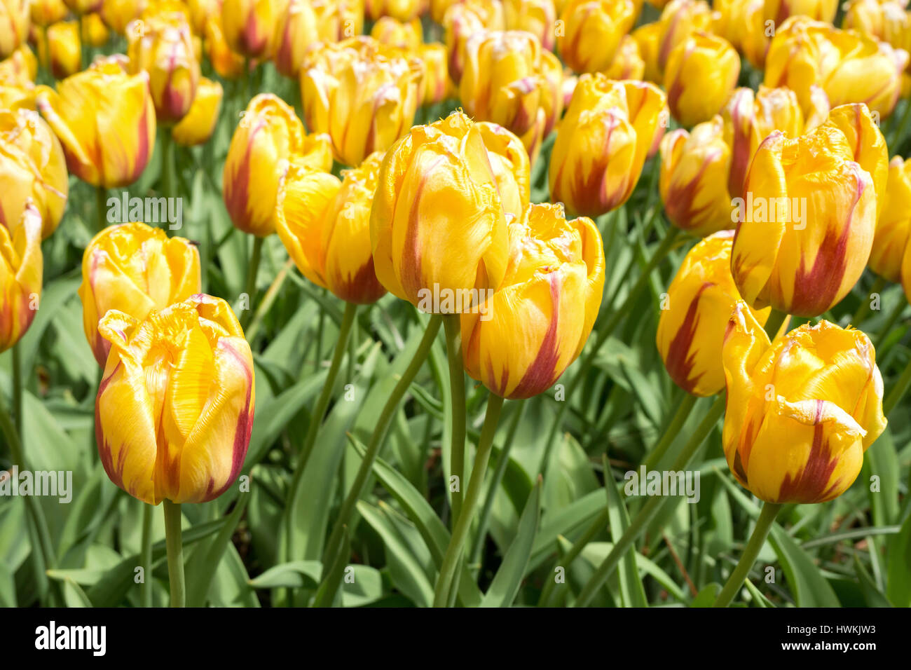 fringed tulip (variety 'Flamenco' Stock Photo - Alamy