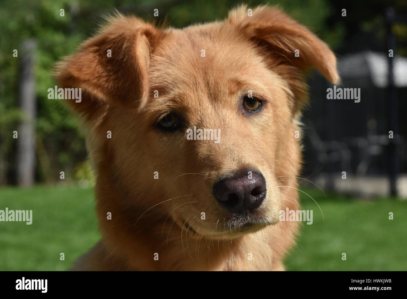 Adorable face of a red river duck dog with his head slightly off to the ...