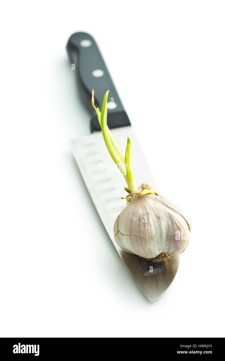 The germination garlic isolated on white background Stock Photo - Alamy