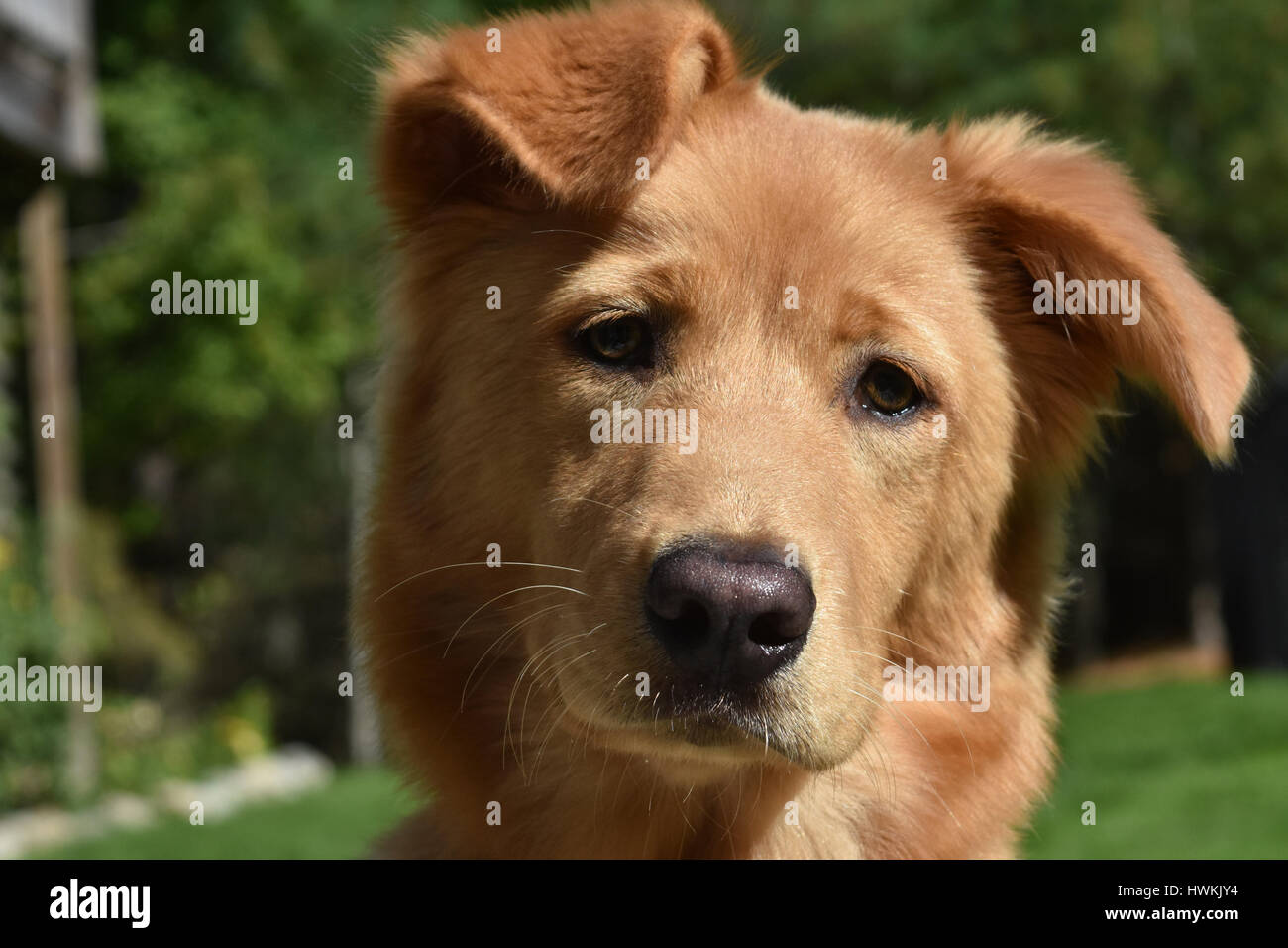Very cute toller puppy with his head cocked Stock Photo - Alamy