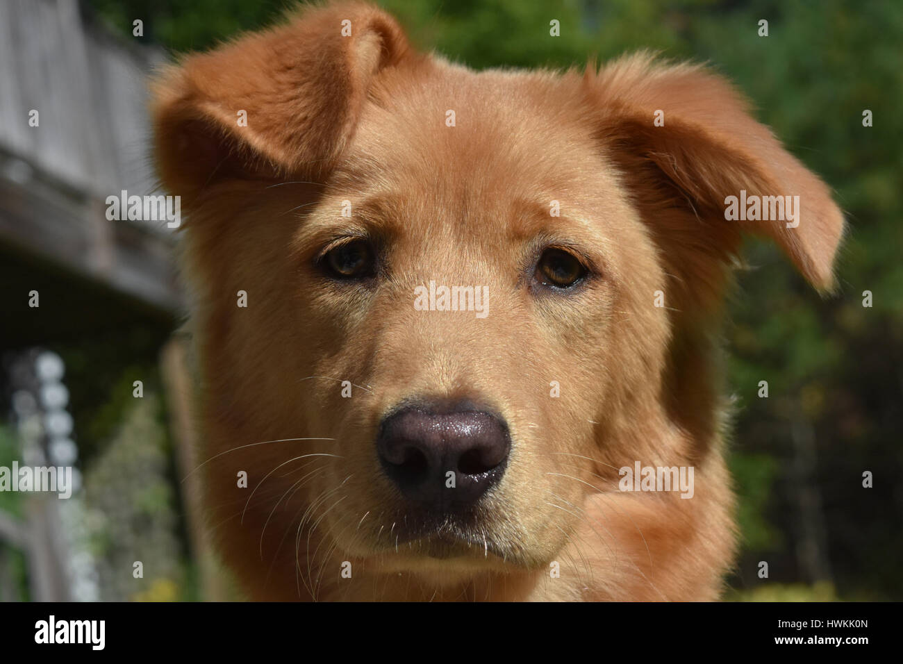 Solemn expression hi-res stock photography and images - Alamy