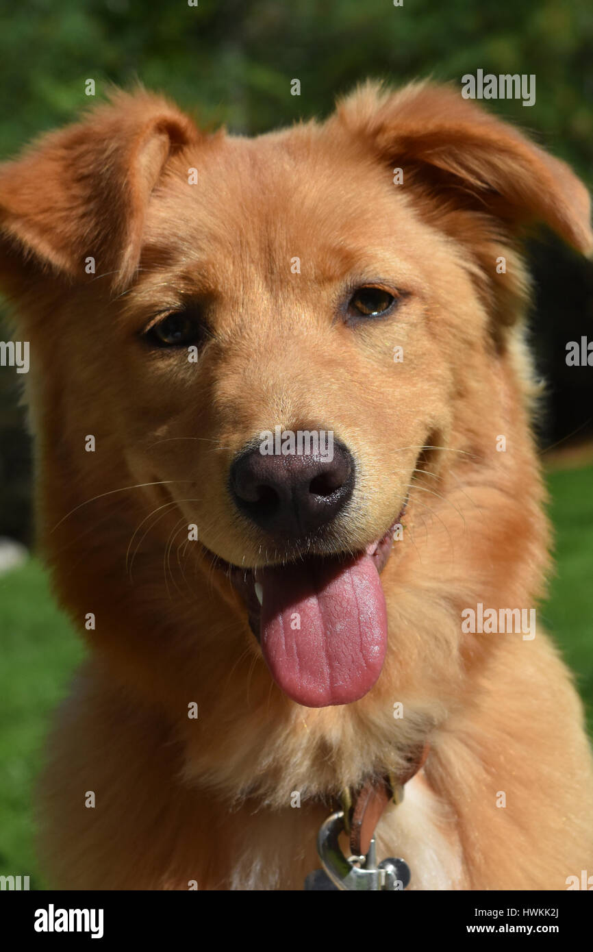 Adorable little red duck hi-res stock photography and images - Alamy