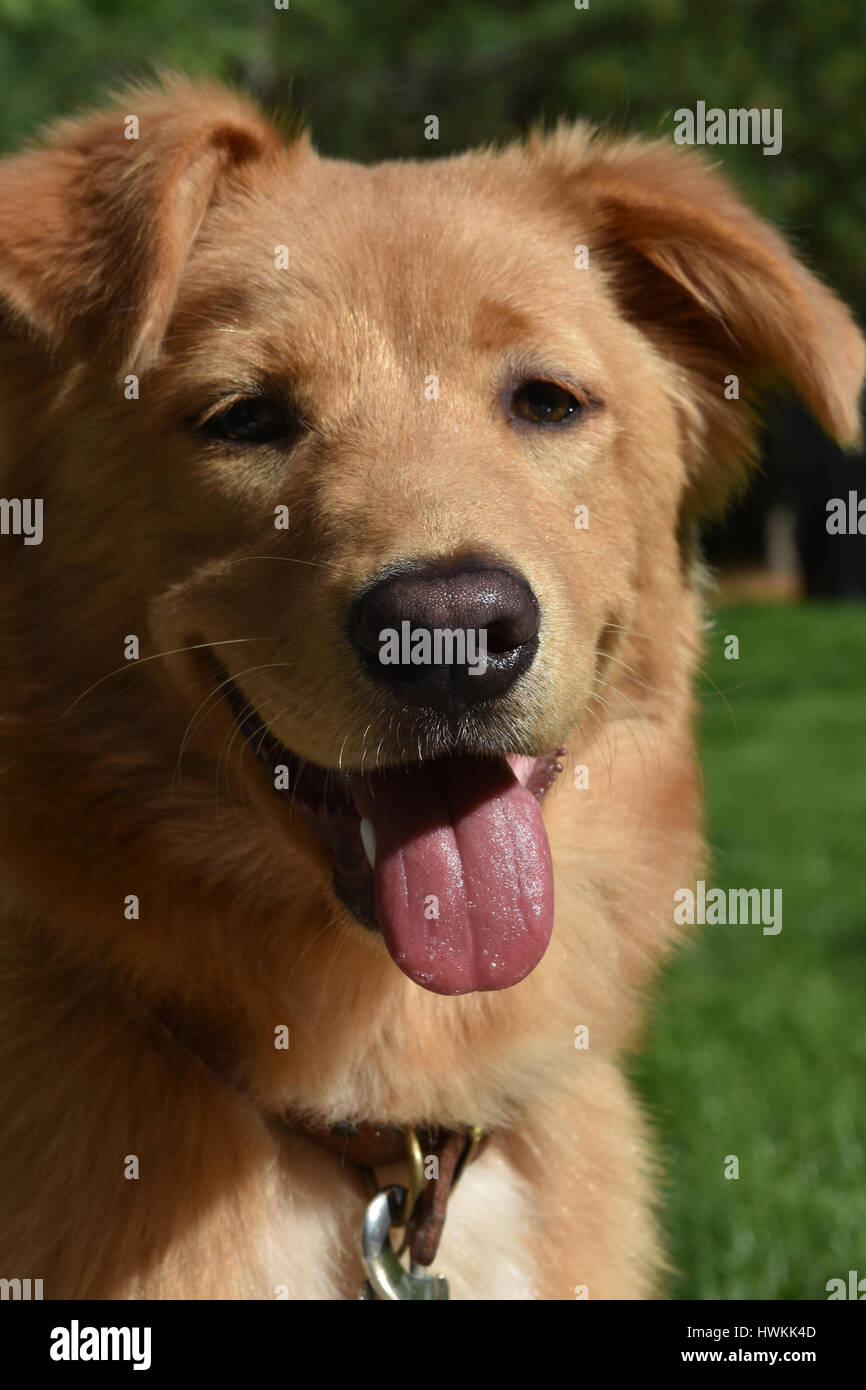 Smiling face of a Little Red Duck Dog with his pink tongue hanging out ...