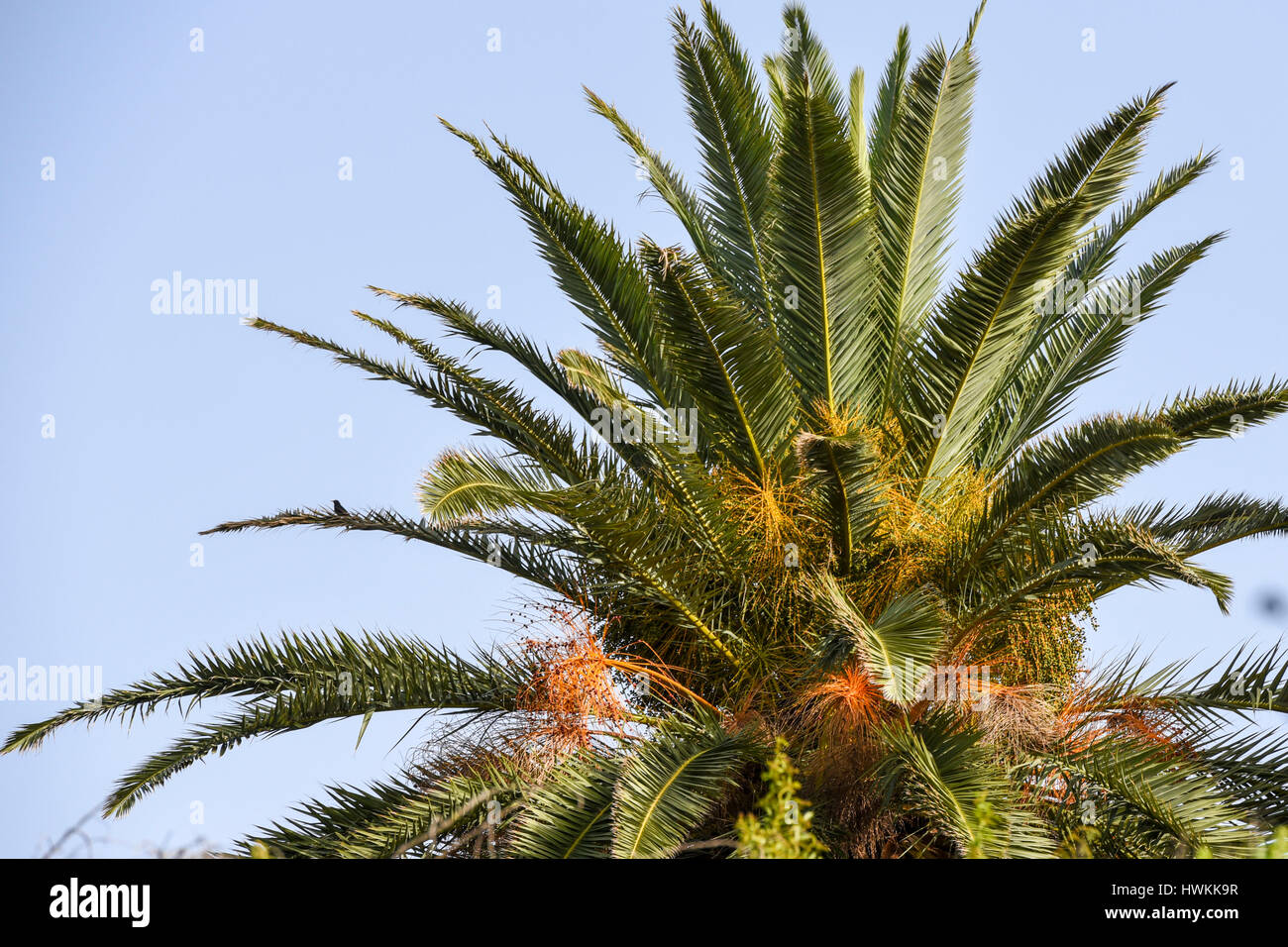 Upper part of palm tree with a bright blue sky background Stock Photo ...