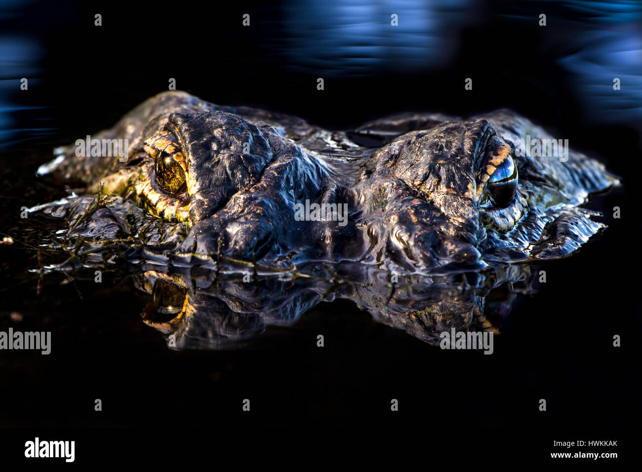 An American Alligator stares directly in to the camera. This was ...