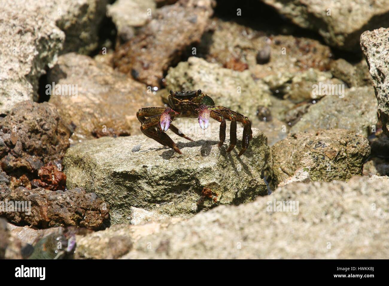 Purple Swift-footed Shore Crab Leptograpsus variegatus sits on rock ...