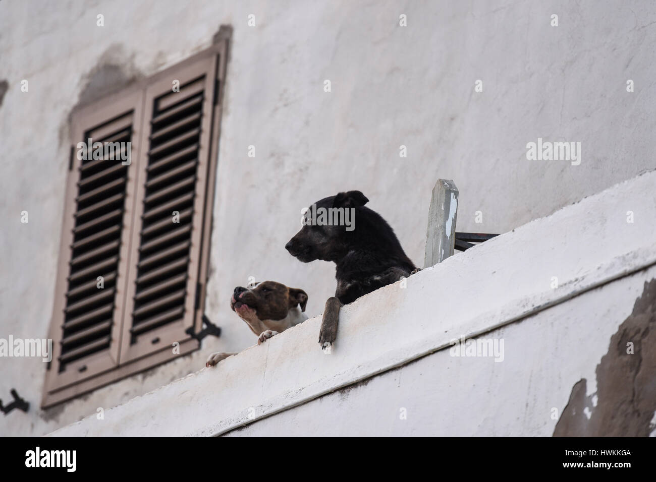 Two dogs barking over the balcony and waiting for owners to come back ...