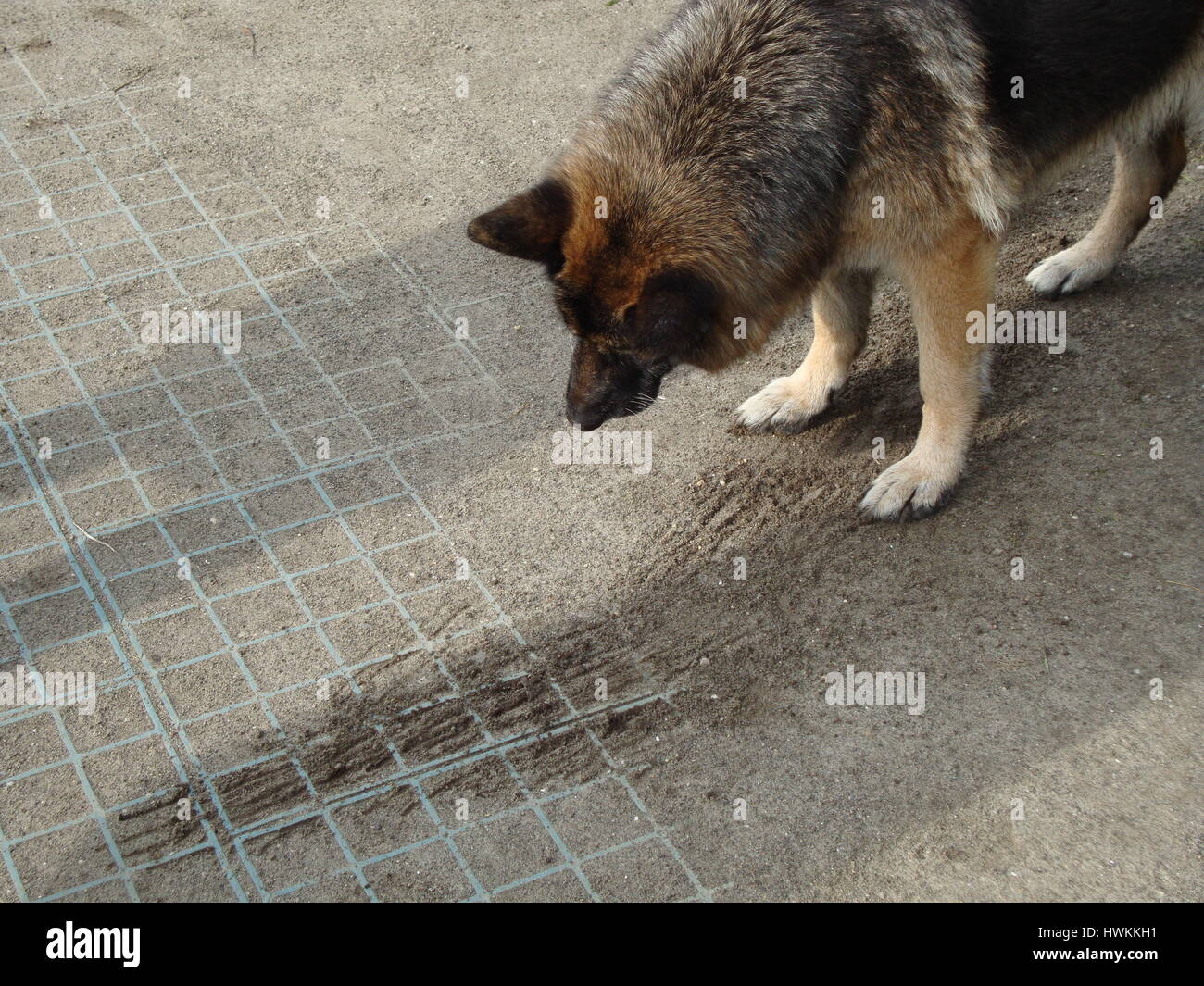 German shepherd dog staring at a grid Stock Photo - Alamy