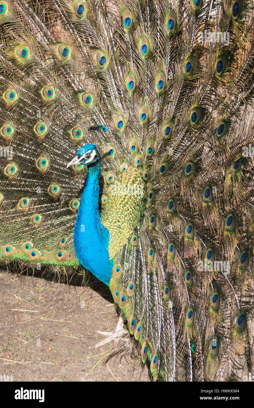 Male indian peacock hi-res stock photography and images - Alamy