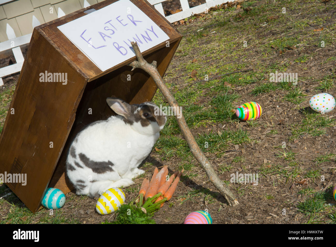 Catching the Easter Bunny Stock Photo - Alamy