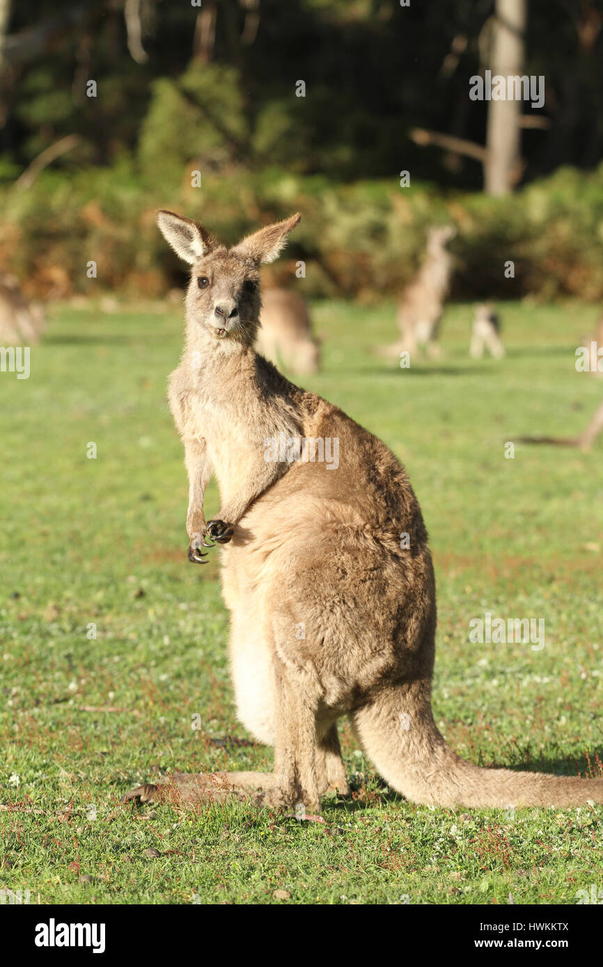 Surprised looking Kangaroo near Halls Gap in western Victoria ...