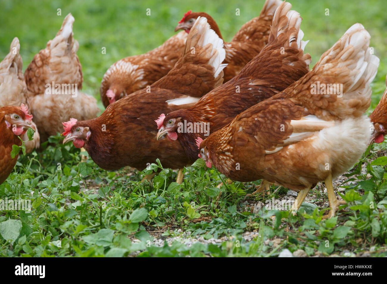 Free Range Farm Animals