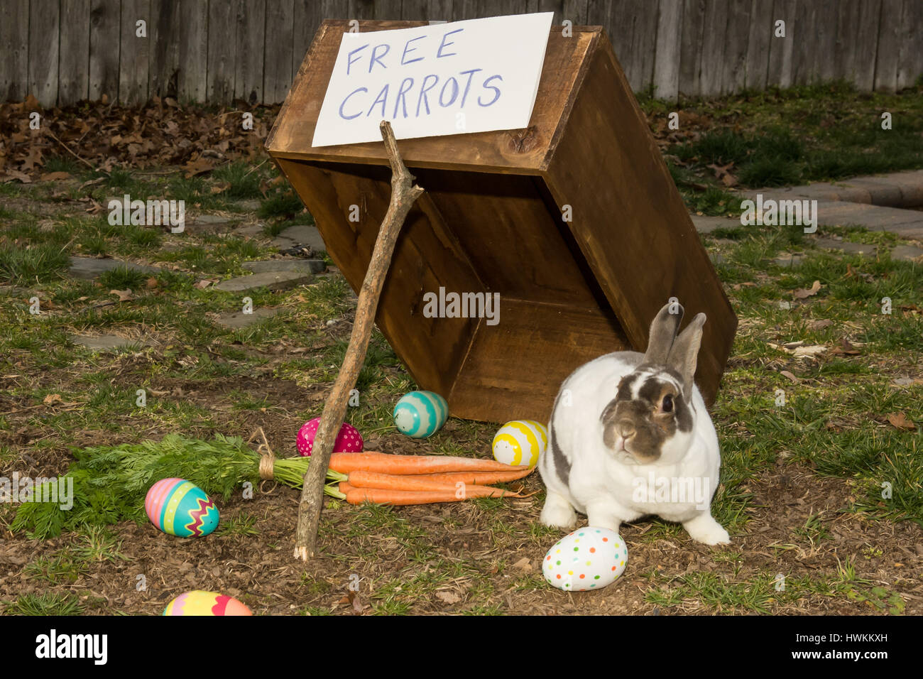 Rabbit catching hi-res stock photography and images - Alamy