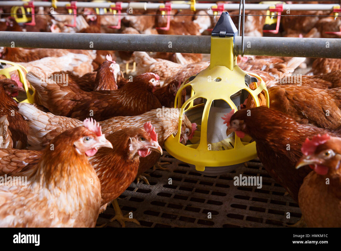 Farm chicken in a barn, eating from an automatic feeder. Animal abuse ...