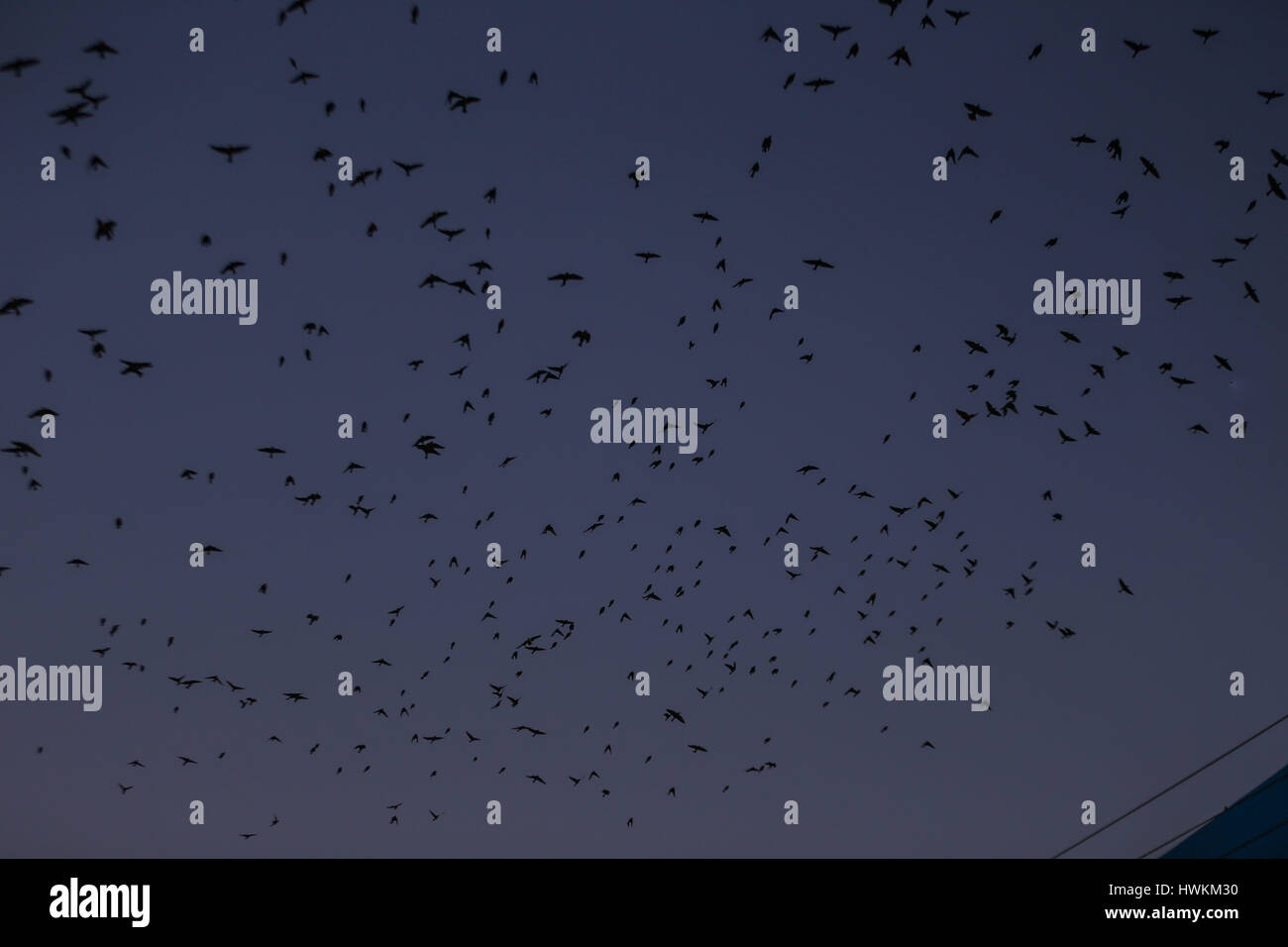 Tens of thousands of birds hi-res stock photography and images - Alamy