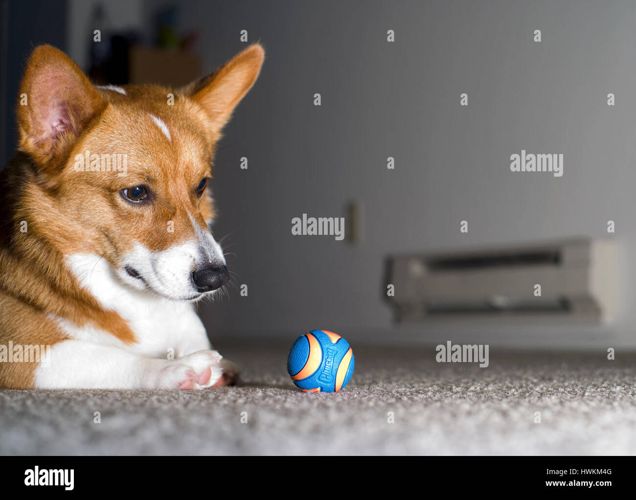 A Corgi and a ball Stock Photo - Alamy