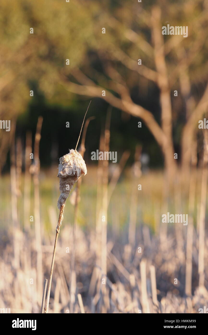 Reed stalk hi-res stock photography and images - Alamy